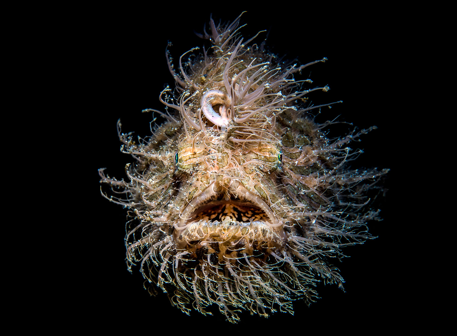 Collections – Nadia Aly Photography