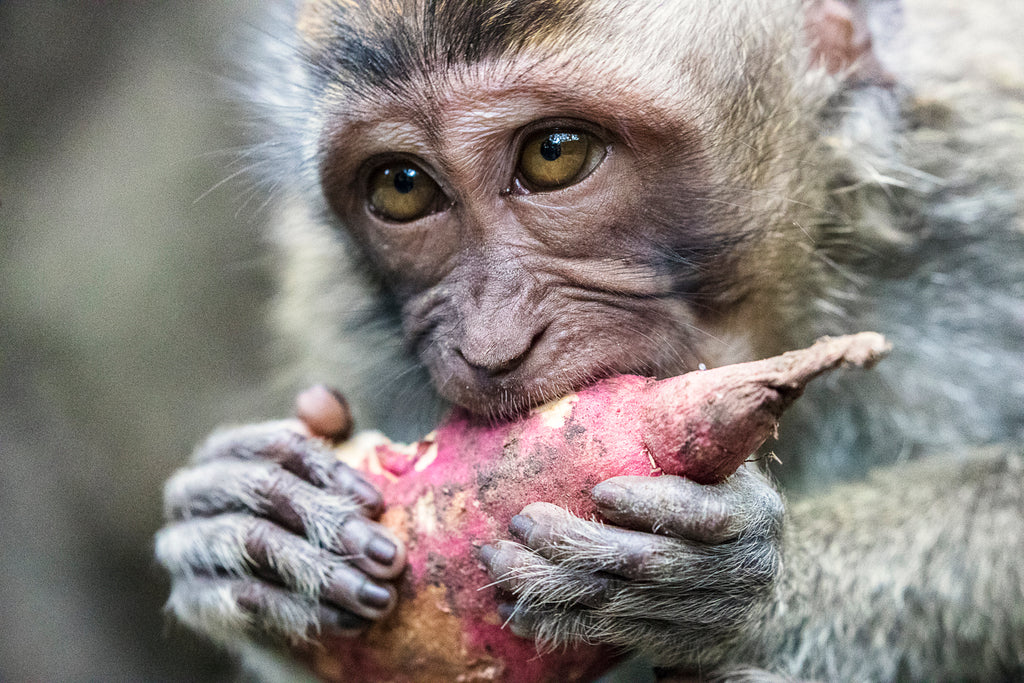 Monkeys – Nadia Aly Photography