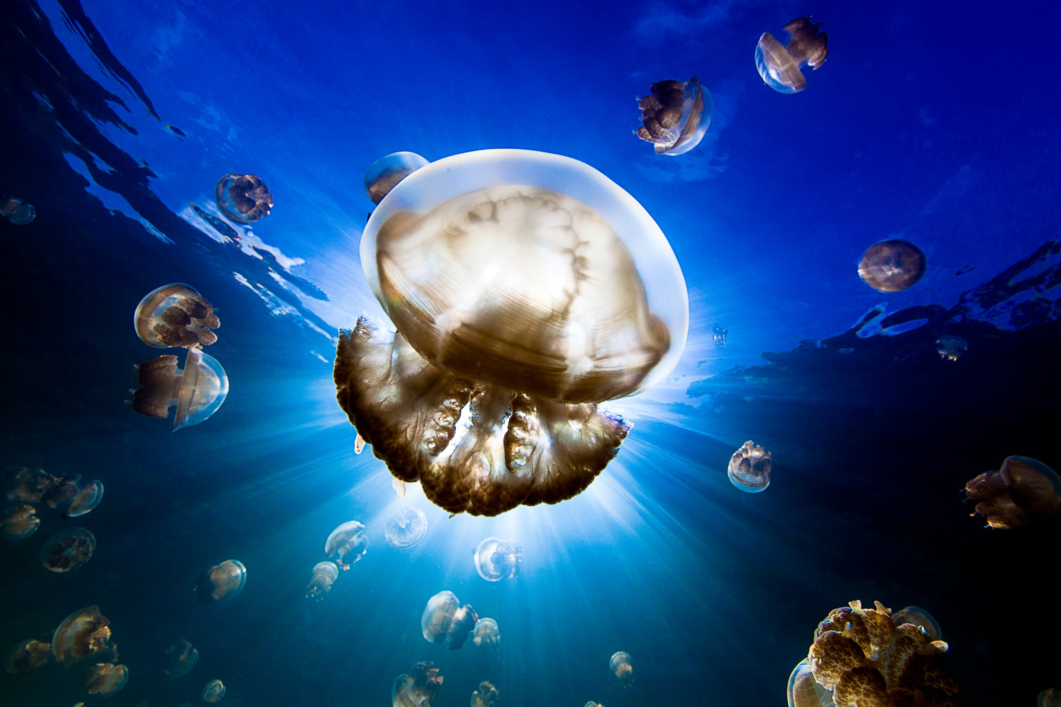 Nadia Aly - Wildlife & Underwater Photography – Nadia Aly Photography