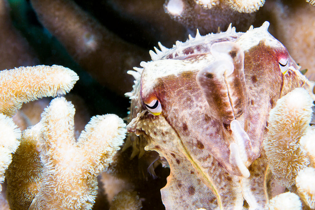 Cuttle in the Reef - Lembeh, Indonesia - Underwater Photography by ...