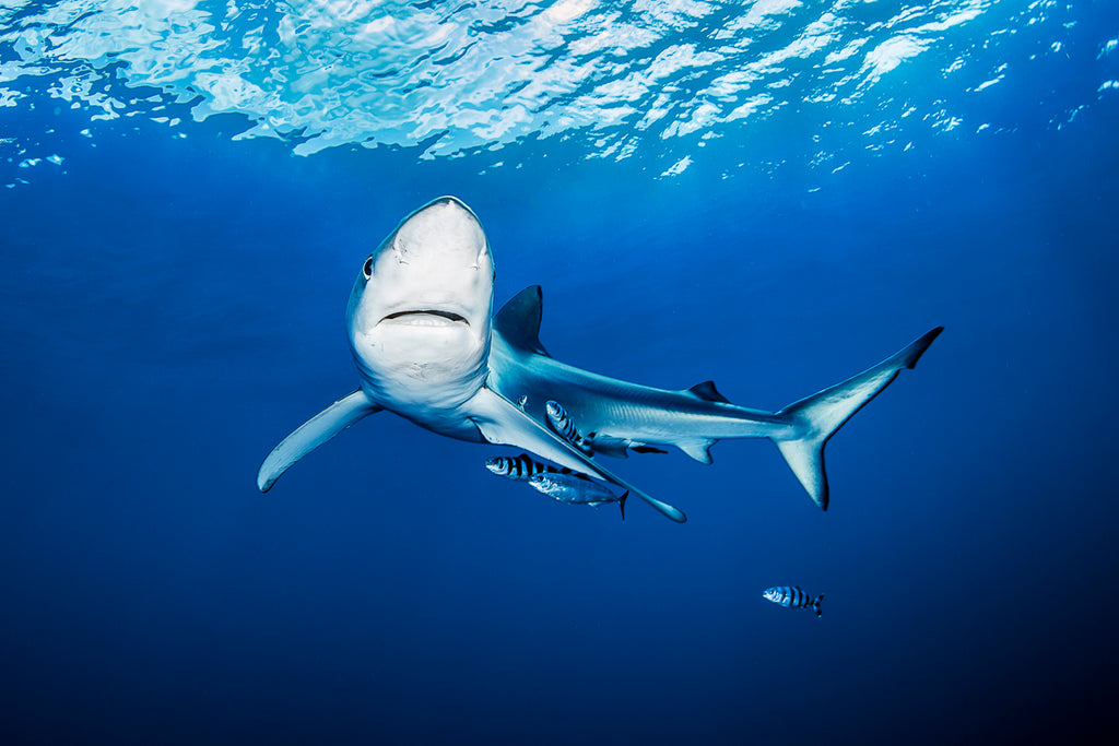 Hey There - Blue Shark - Azores - Underwater Photography by Nadia Aly ...