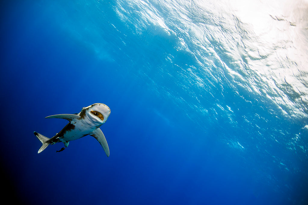 Open Wide - Oceanic White Tip Shark - Cat Island, Bahamas - Underwater ...
